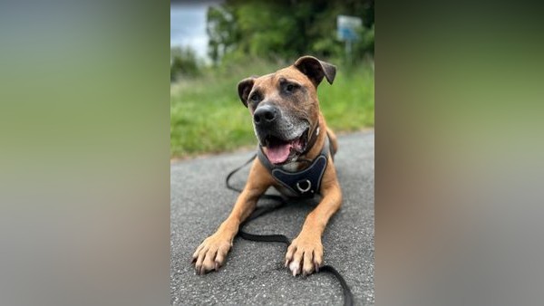 Tierheim Salzgitter: Stafford-Mix Flex hat das Leben als „Wanderpokal“ satt