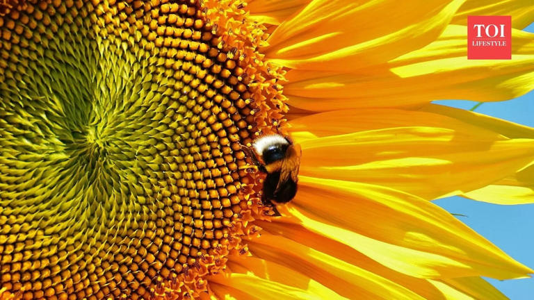 Fibonacci Day: Why a medieval mathematician owns November 23