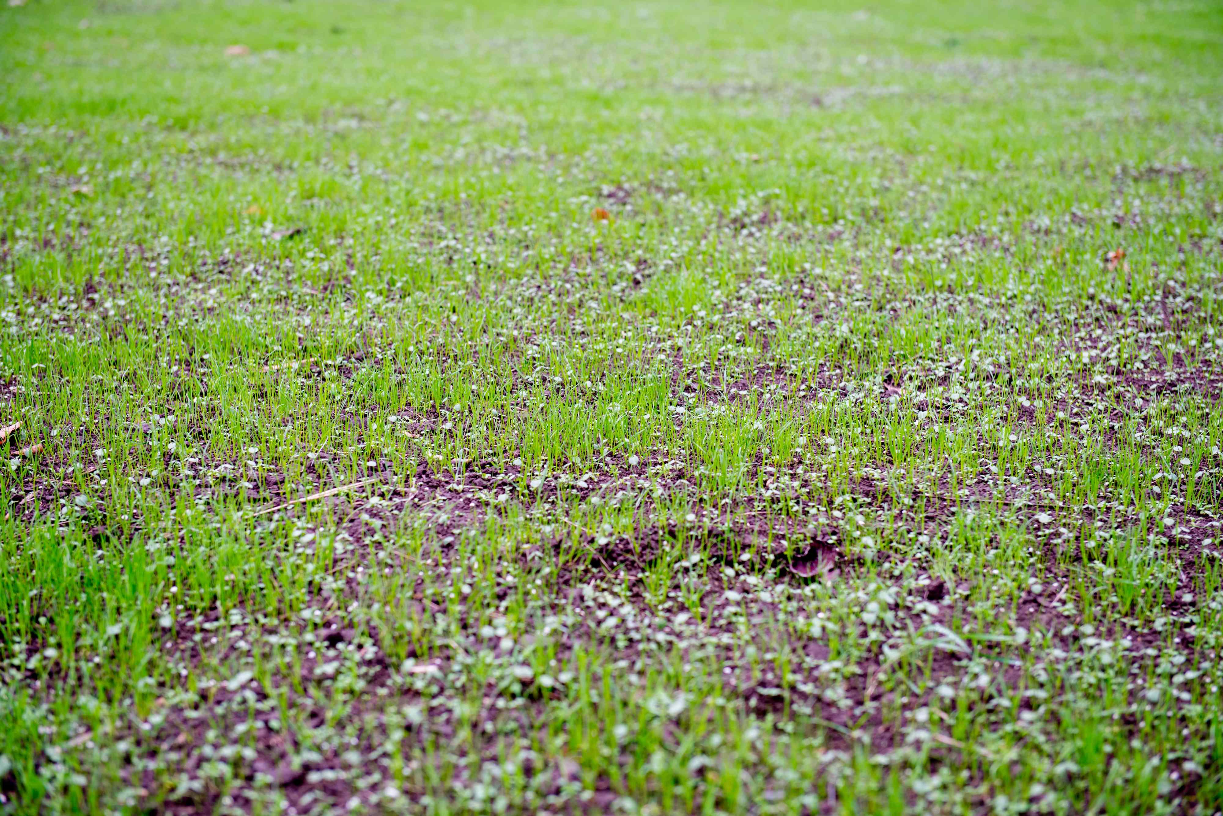 7 Tips for Dormant Seeding Your Lawn in Winter So It Greens Up Faster ...