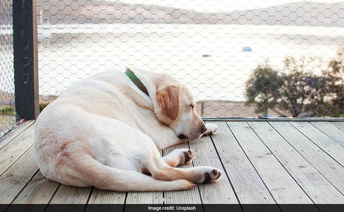 Missing Pet Dog In China Found 1,500km Away, Reunited With Owner After ...