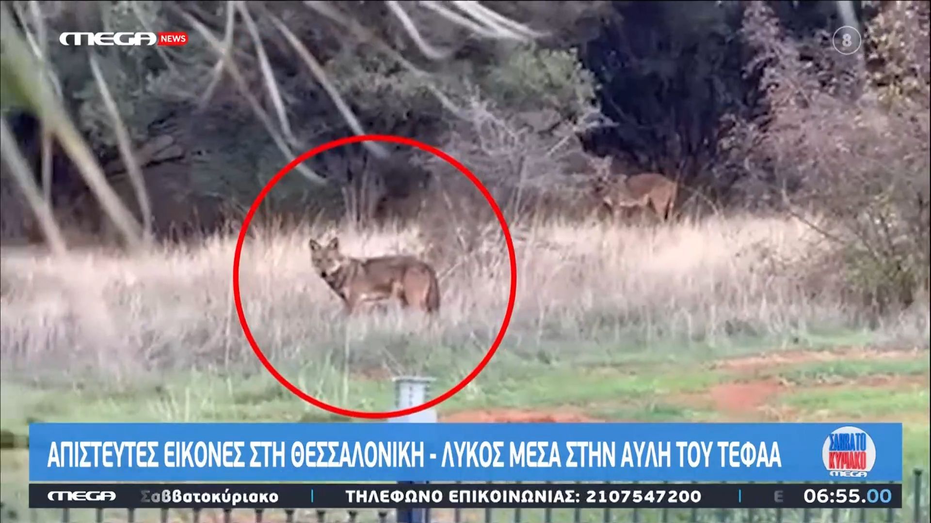 Θεσσαλονίκη: Βρέθηκε λύκος μέσα στην πανεπιστημιούπολη του ΤΕΦΑΑ