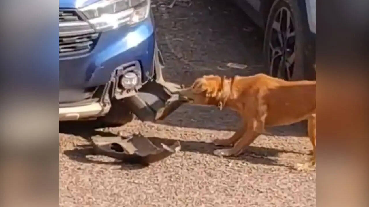 'Dogesh Bhai' Damages Car In Viral Video — But What Happens Next Leads ...