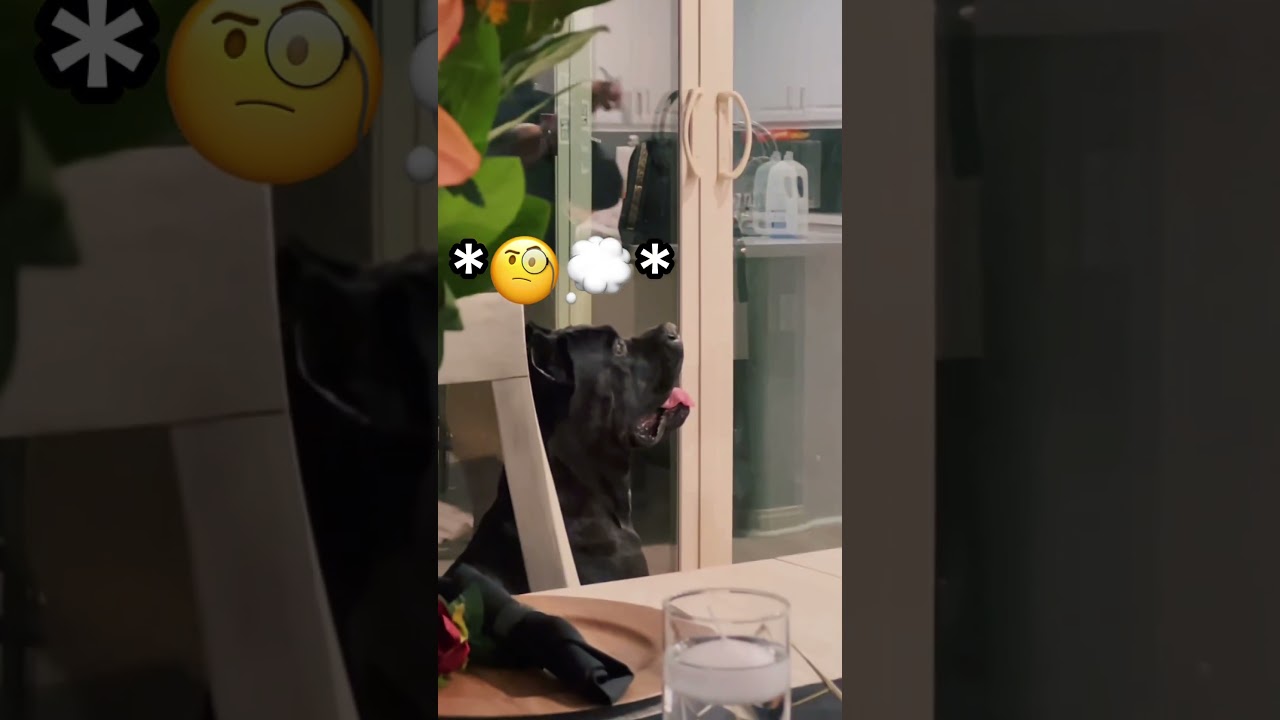 Dog ignores rules when squeaky toys are involved