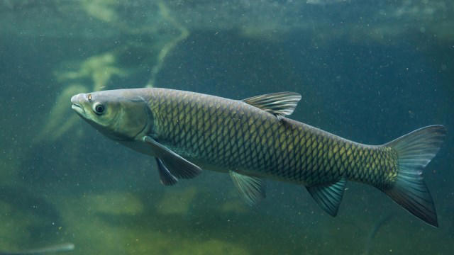 Officials urge people to eat invasive species devastating aquatic ...
