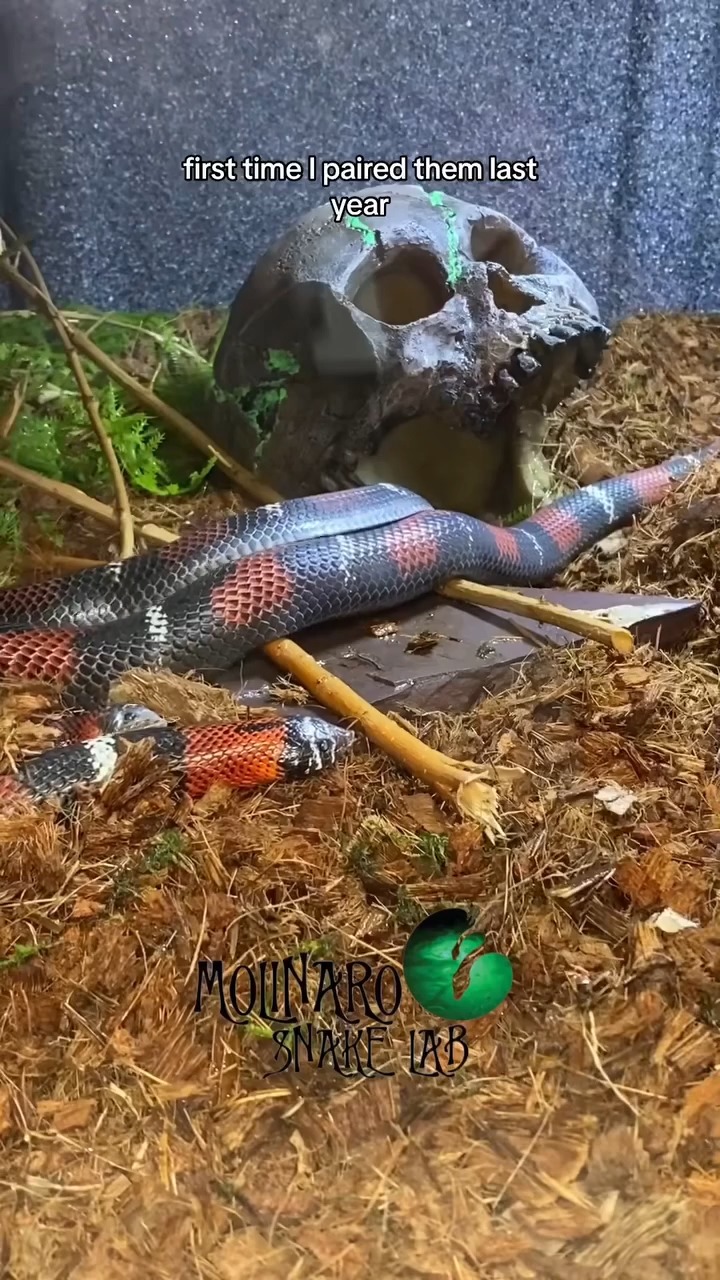 This was crazy! This snake got the rizz!