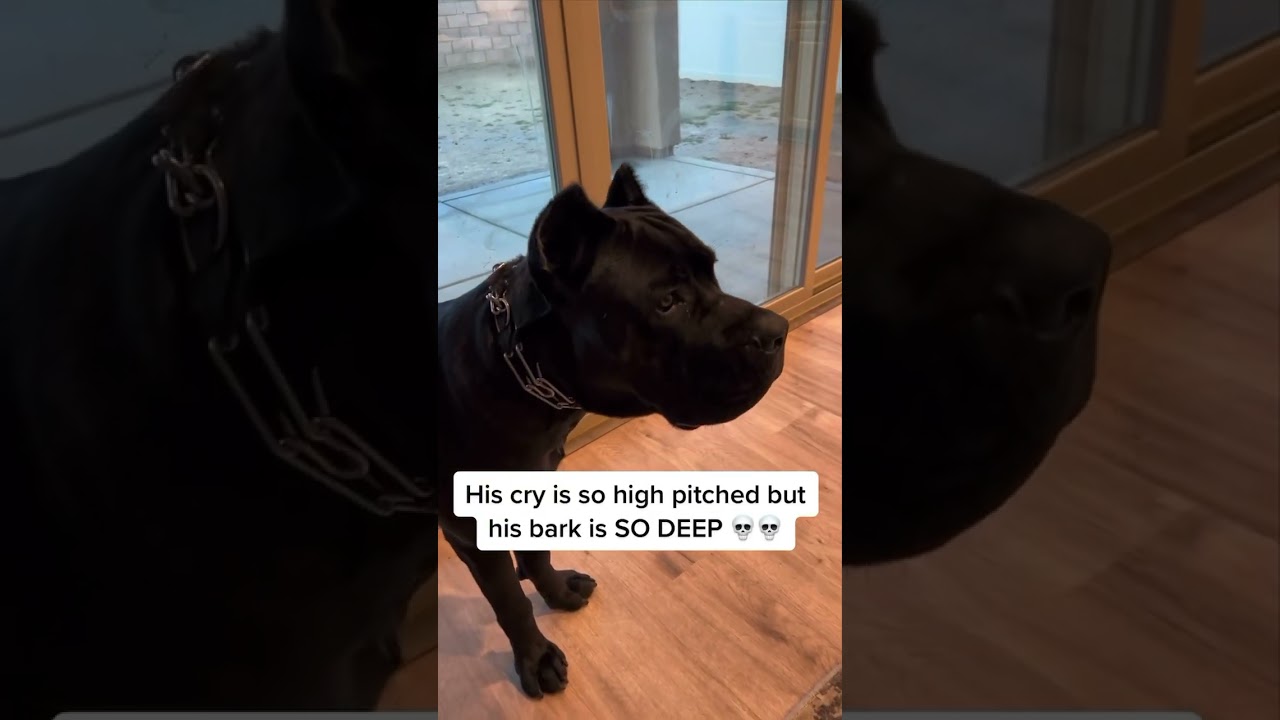 Big dog still acts like a tiny, mischievous baby