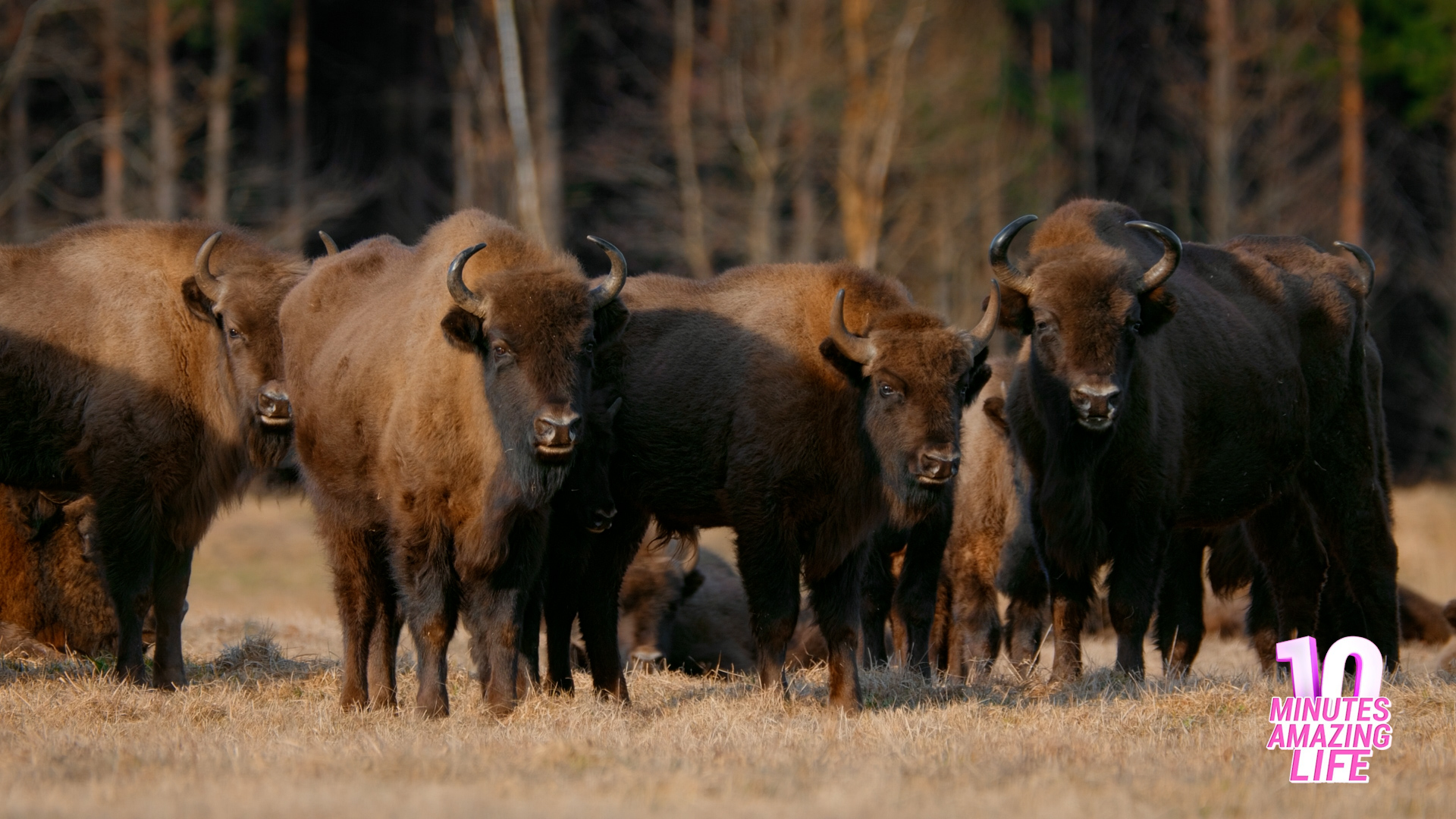 Bison Herd Standing in the Field