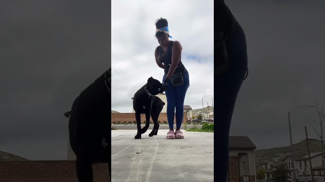 Teaching my dog to wait patiently for my command