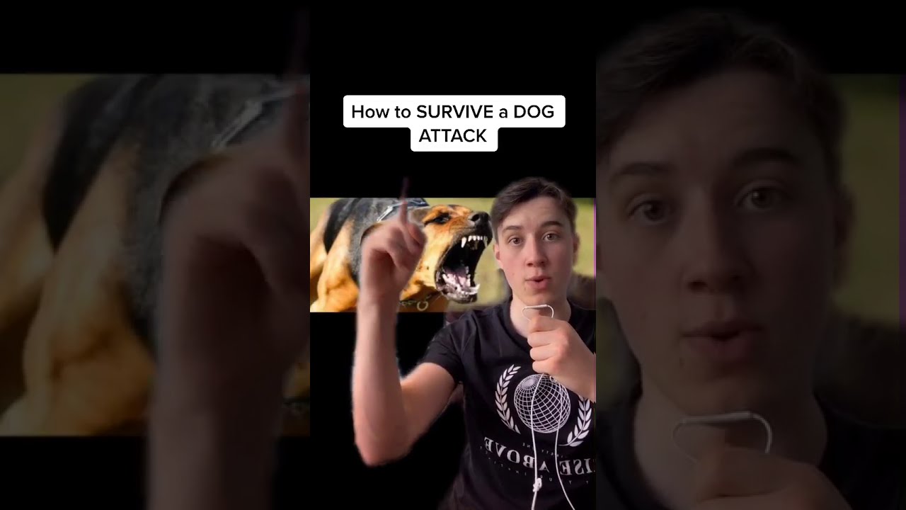 Guidance gathered from experts on surviving dog encounters