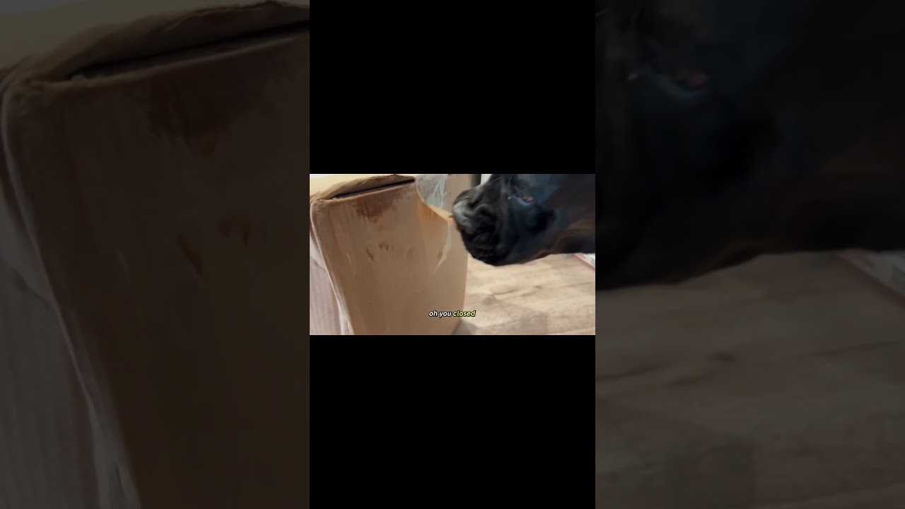 Subscription box meets its match as dog goes wild