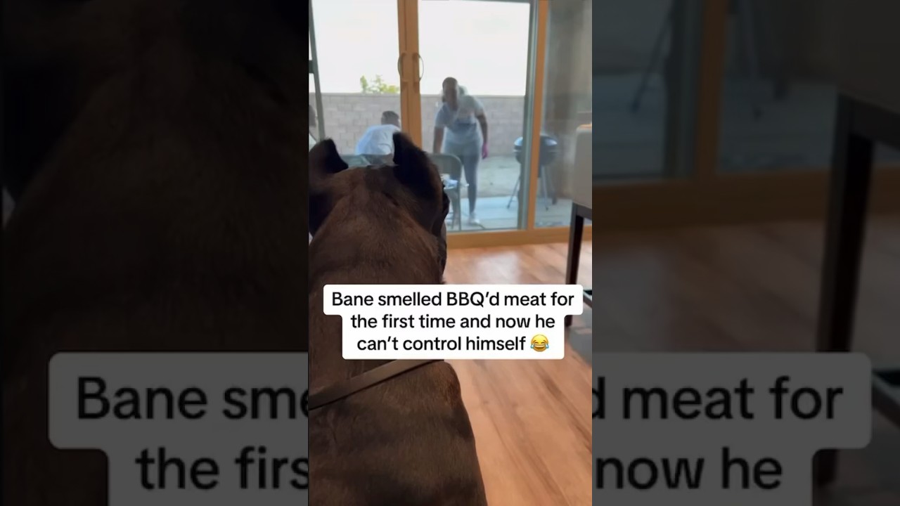 Dog gets payback after stealing mom’s chicken