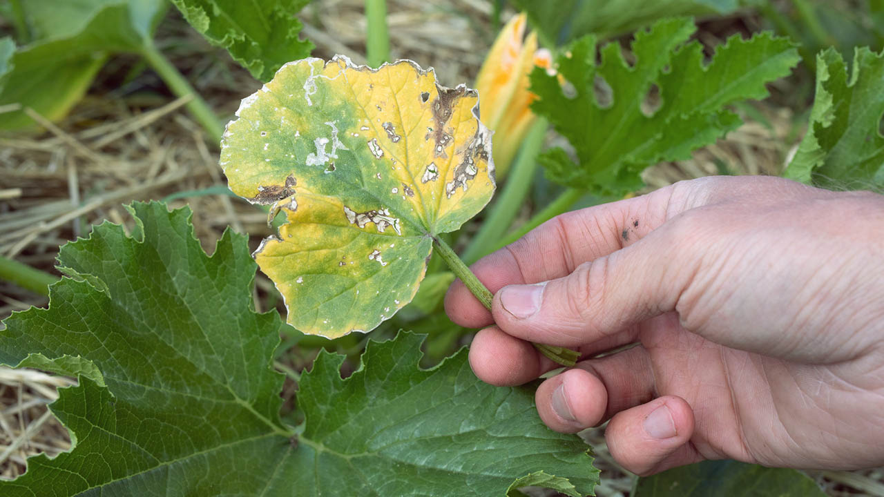 10 Reasons Why Your Zucchini Leaves Are Turning Yellow