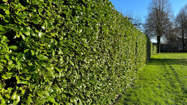How To Choose Between Hedges And Fences For Extra Backyard Privacy
