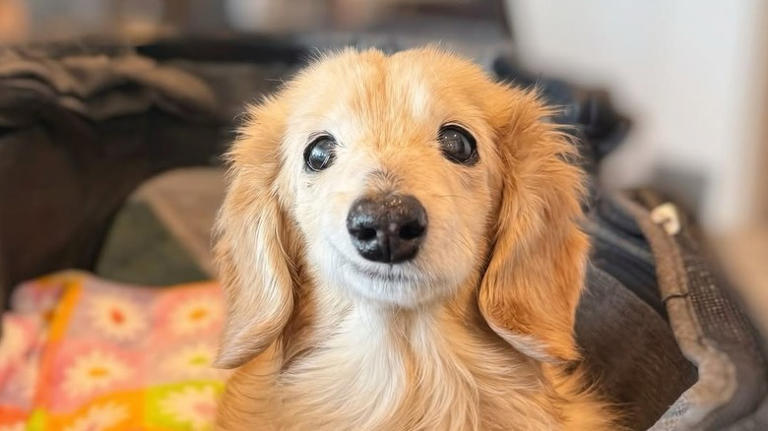Dachshund's Permanent Smile Caused By Missing Tooth Will Make You Melt ...