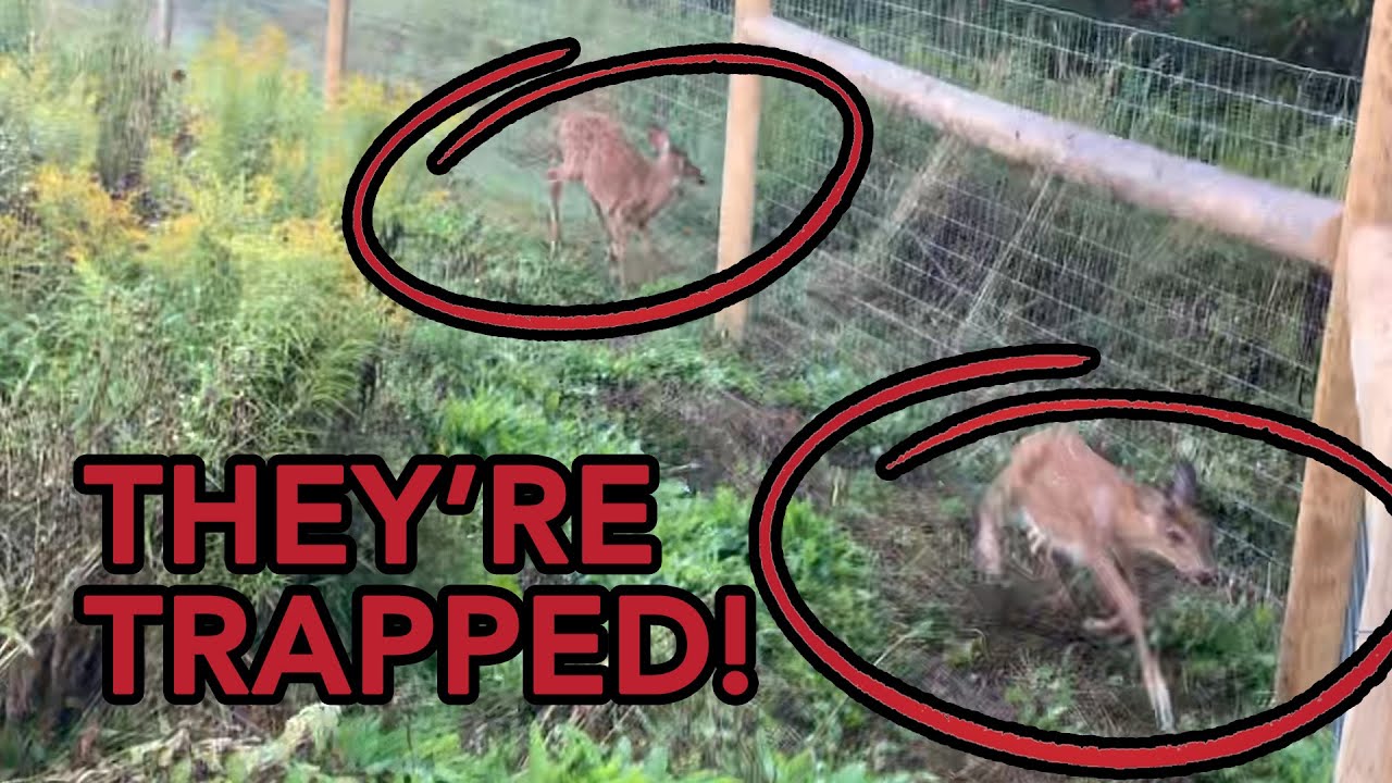 Emergency rescue operation begins after accidentally trapping two wild ...
