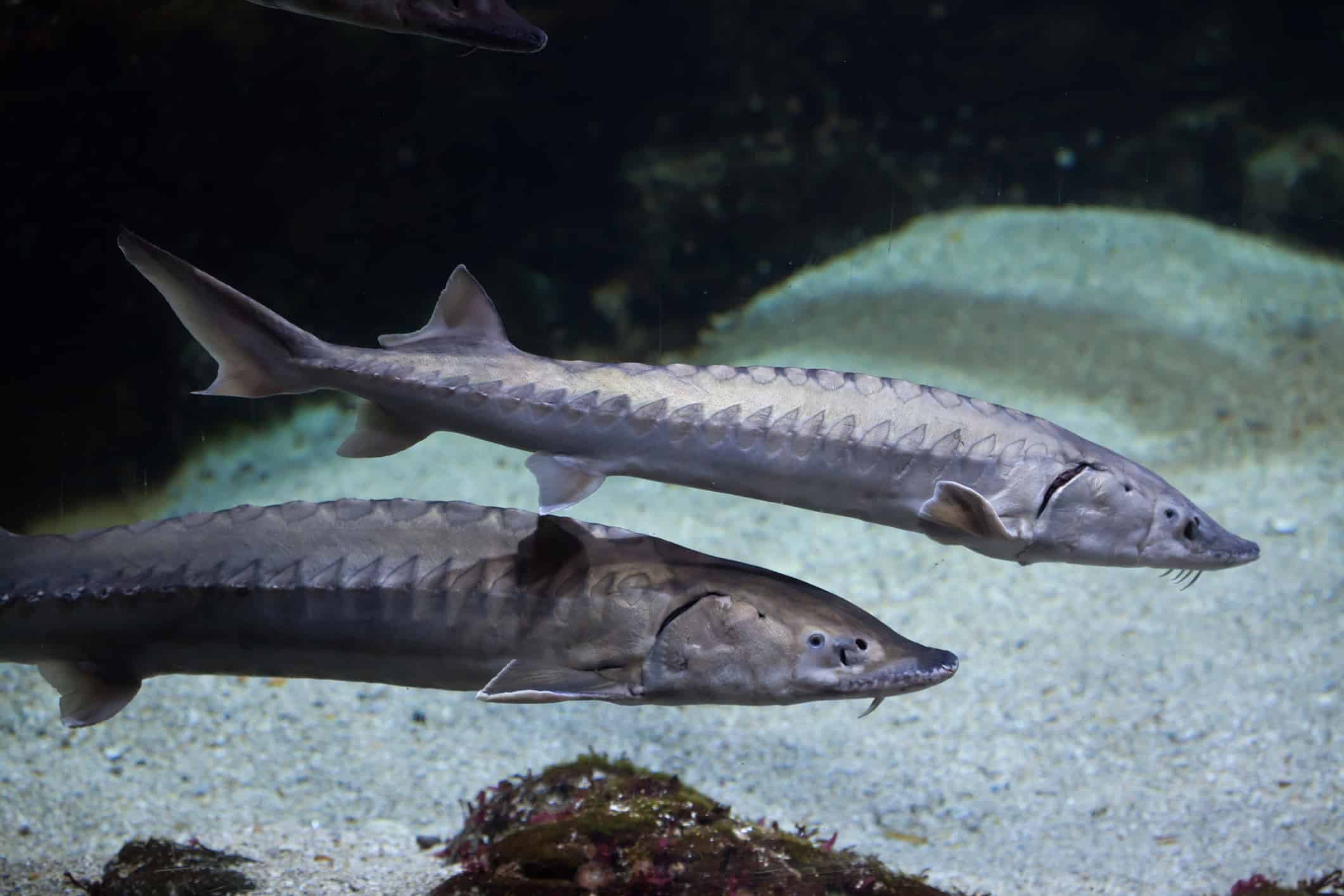 These Ancient Fish Can Travel Thousands of Miles Through Europe’s Rivers