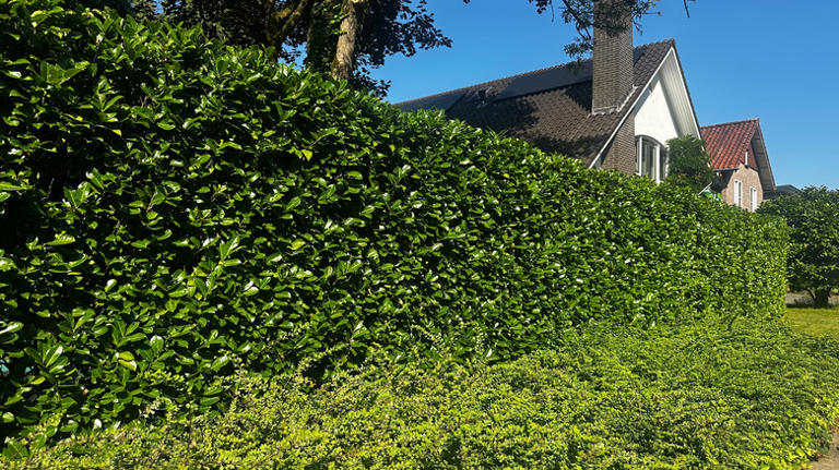 How To Choose Between Hedges And Fences For Extra Backyard Privacy
