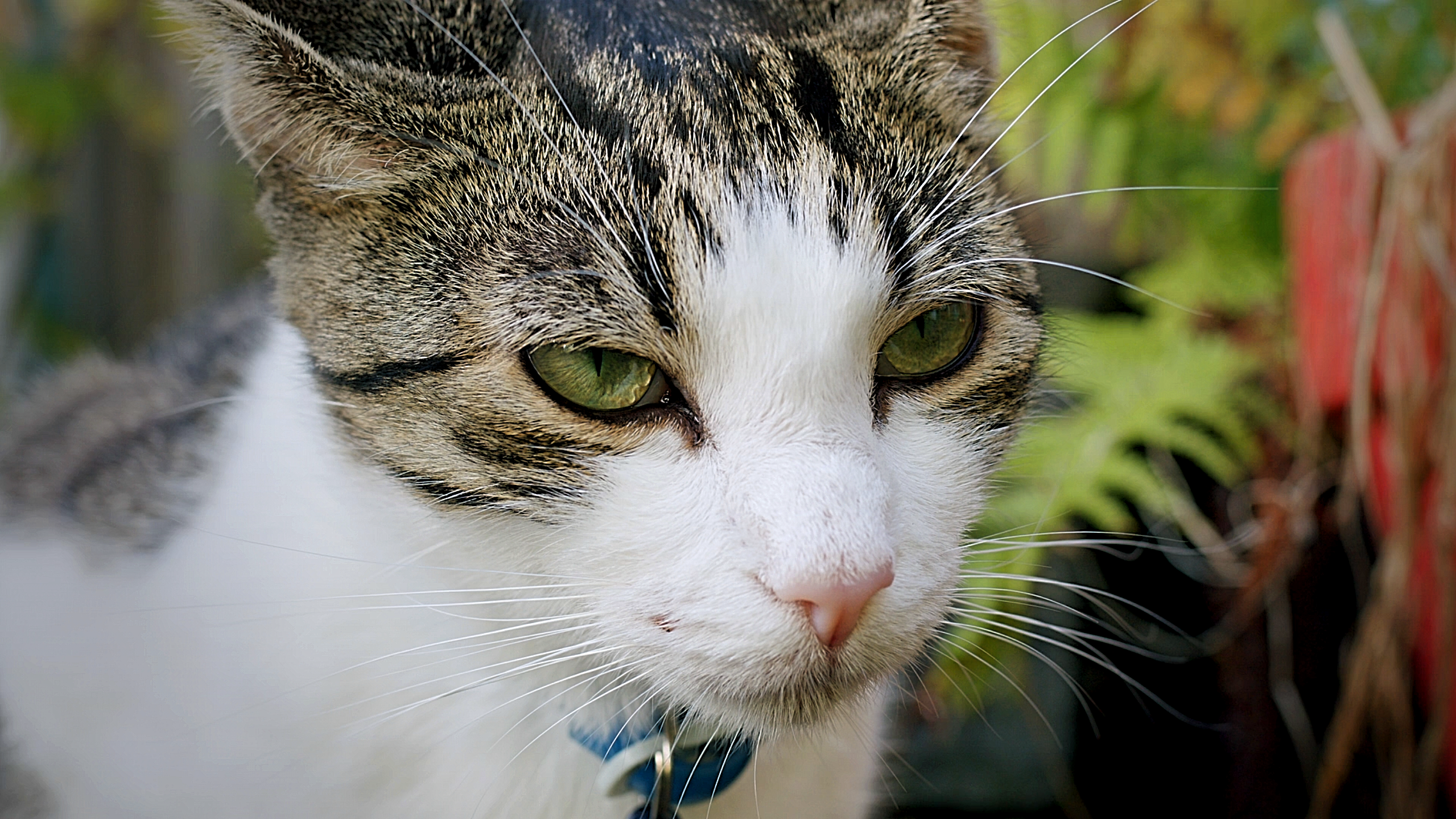 What do Cats do When They are Alone?