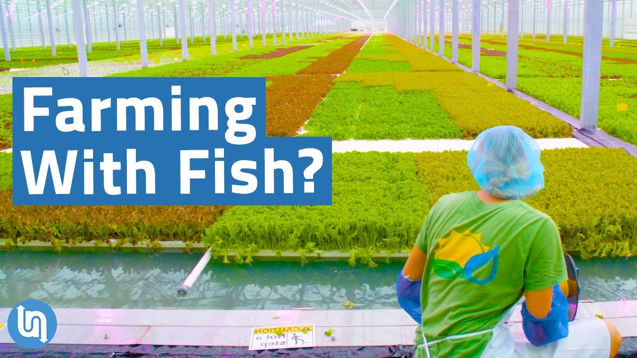 Is aquaponics the answer to food scarcity?