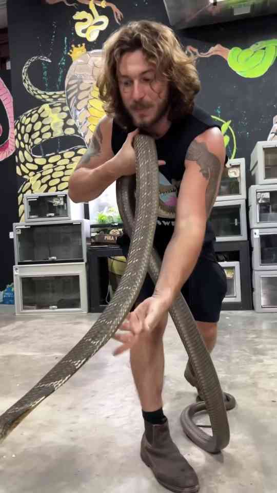 The World’s Biggest Venomous Snake Up Close: The King Cobra