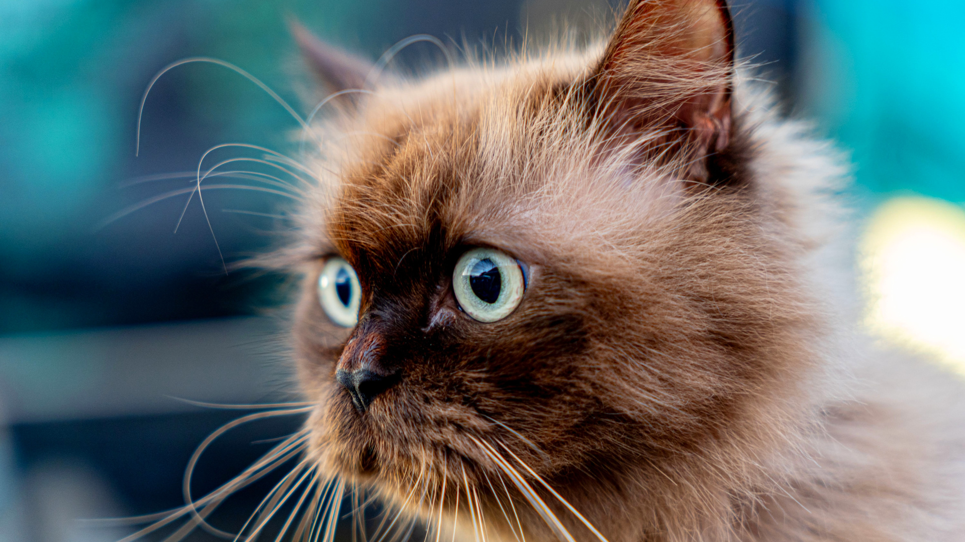 10 Quirky Cat Characteristics That Make Them Big Personalities