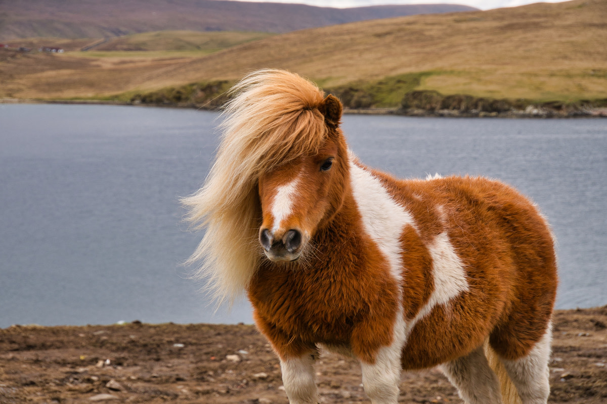 Miniature Shetland Pony Goes Viral for 'Lip-Synching' and Everyone's ...
