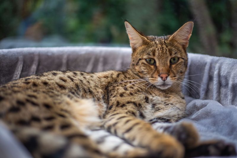 9 Cat Breeds That Are As Feisty As Tigers