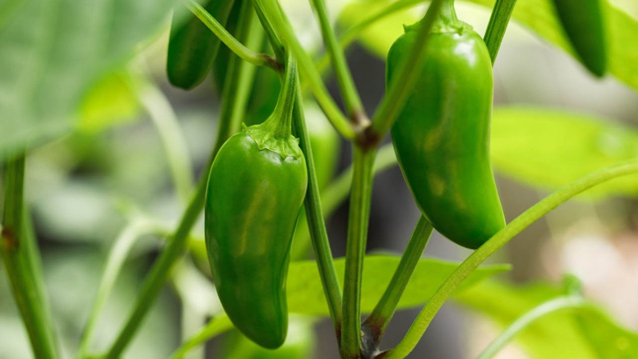 10 Gardening Mistakes To Avoid If You're Growing Jalapeño Peppers This Year