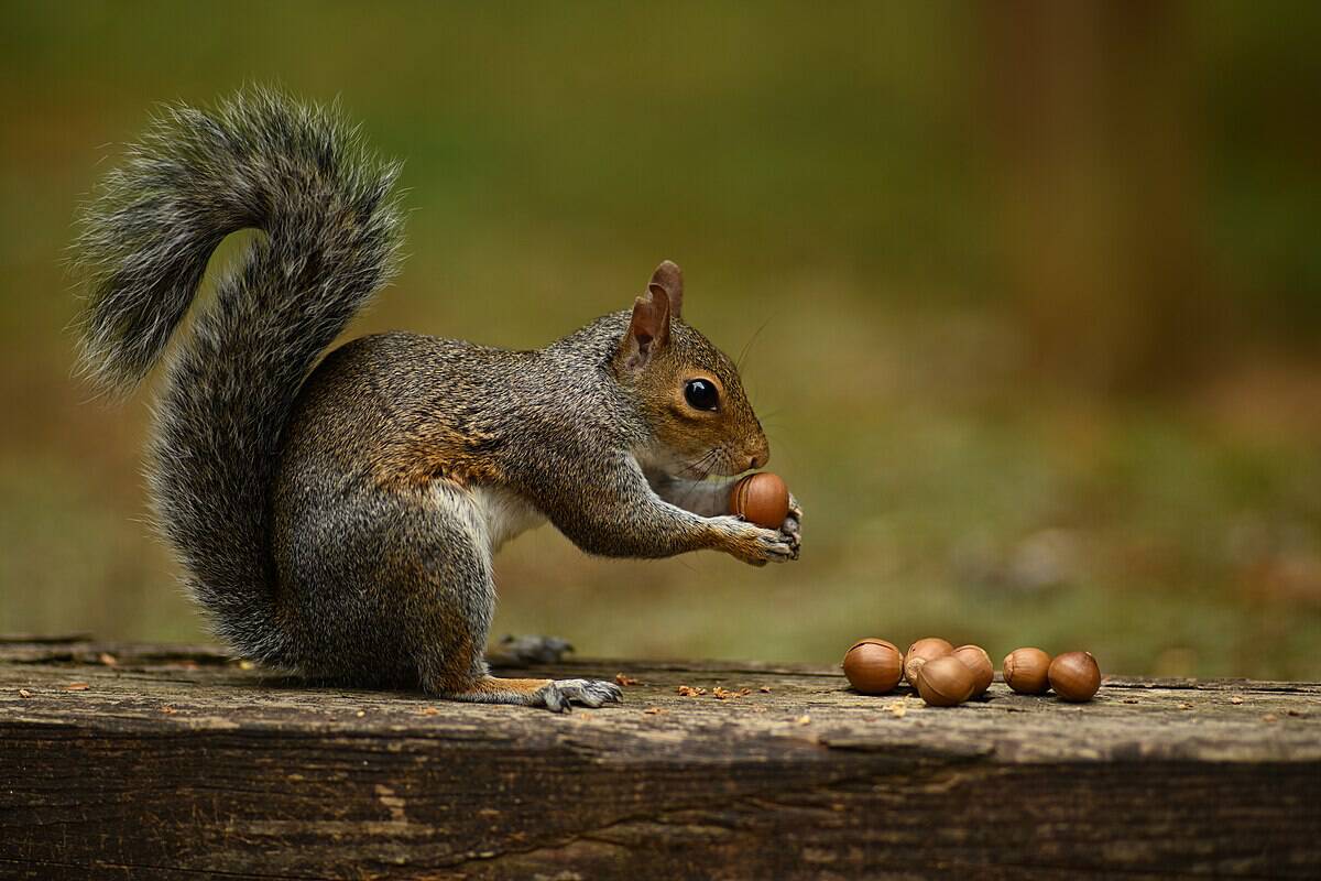 How Squirrels Accidentally Plant Oak Forests