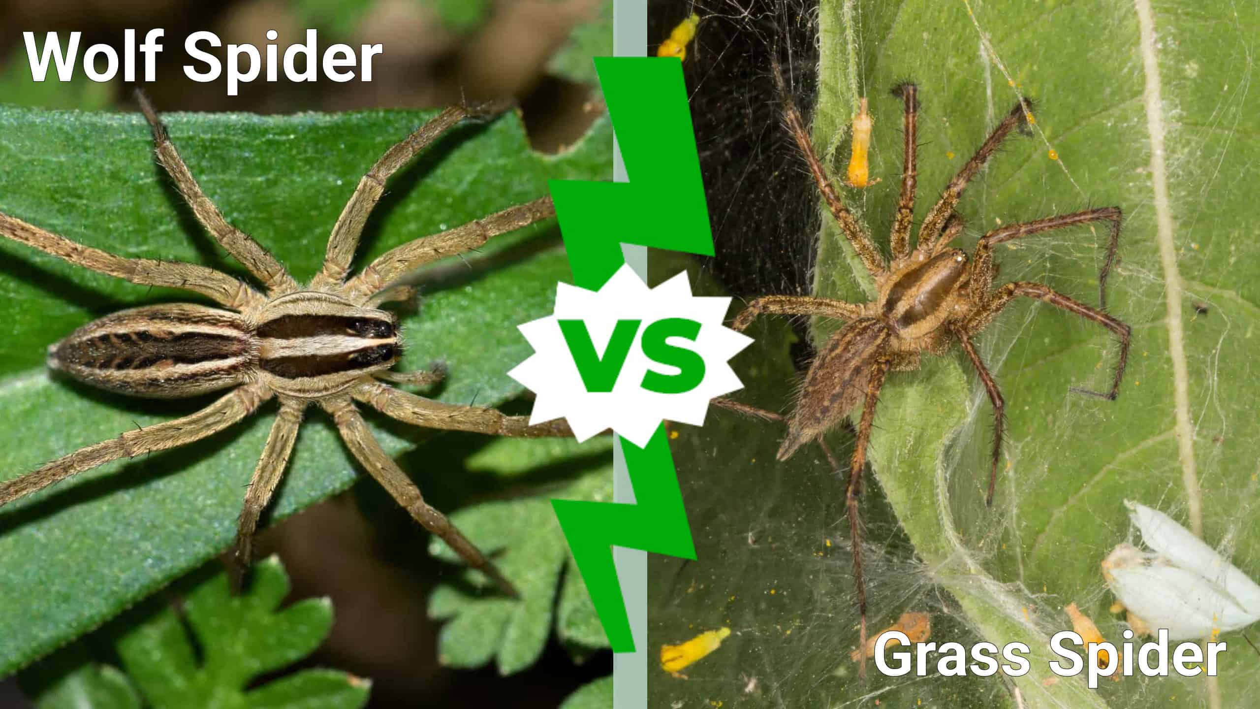 Wolf Spider vs. Grass Spider: 8 Key Differences Explained