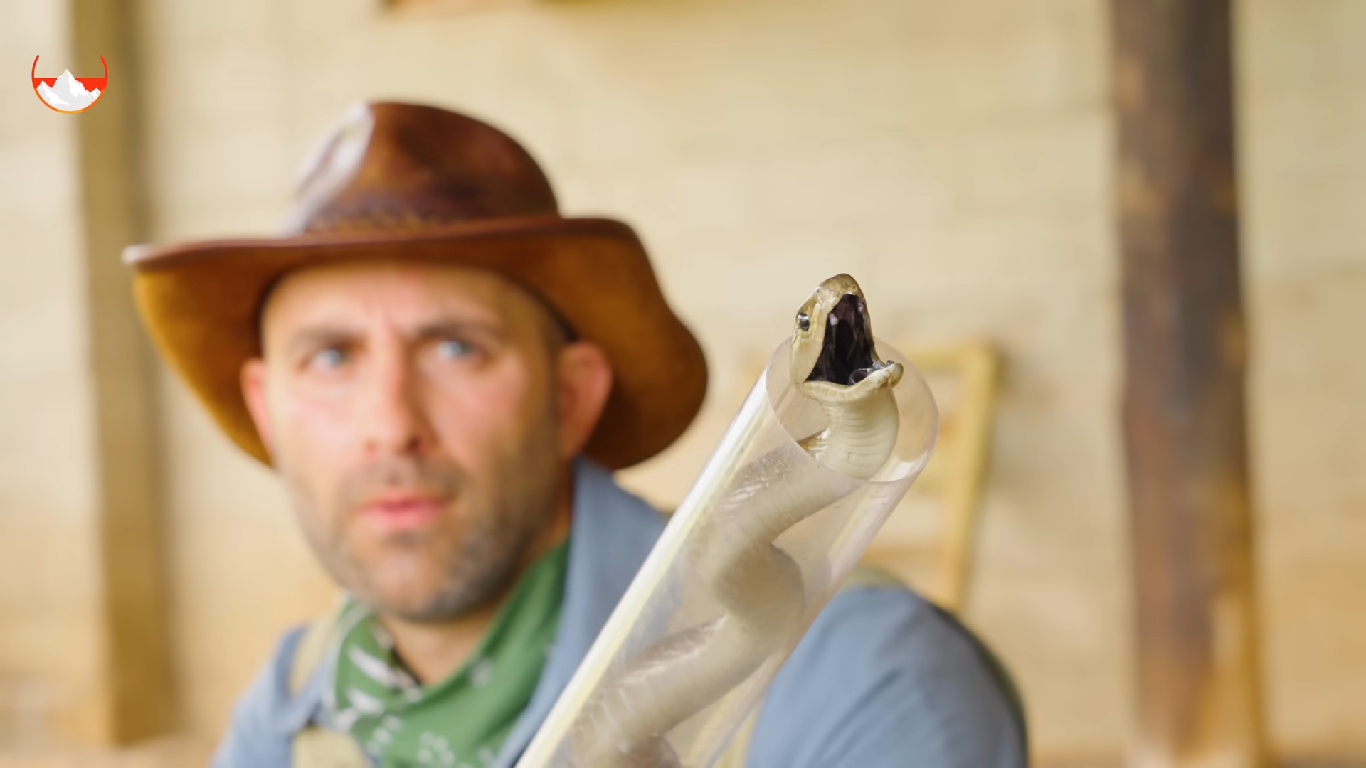 Rescuing one of the deadliest snakes