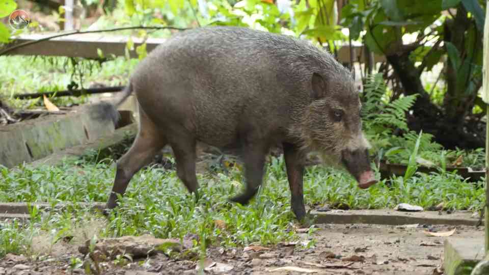 Mark Vins comes face to face with a Borneo bearded pig