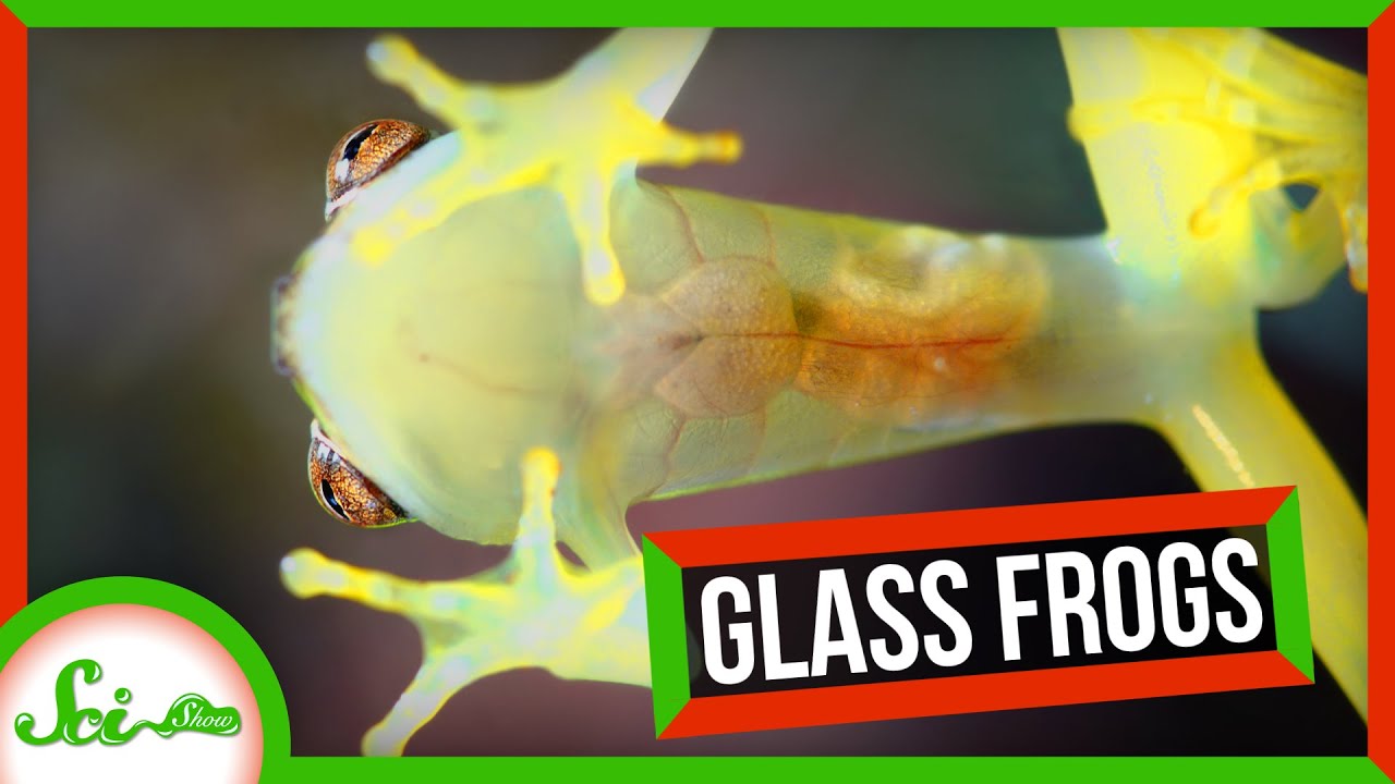 These frogs hide thanks to transparent skin