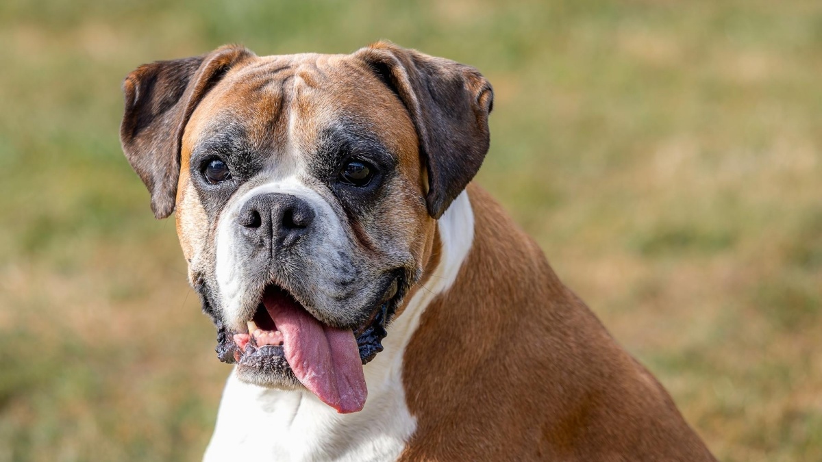 La raza de perro que mejor te describe, según tu personalidad