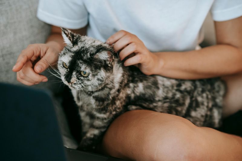 10 Quirky Cat Characteristics That Make Them Big Personalities