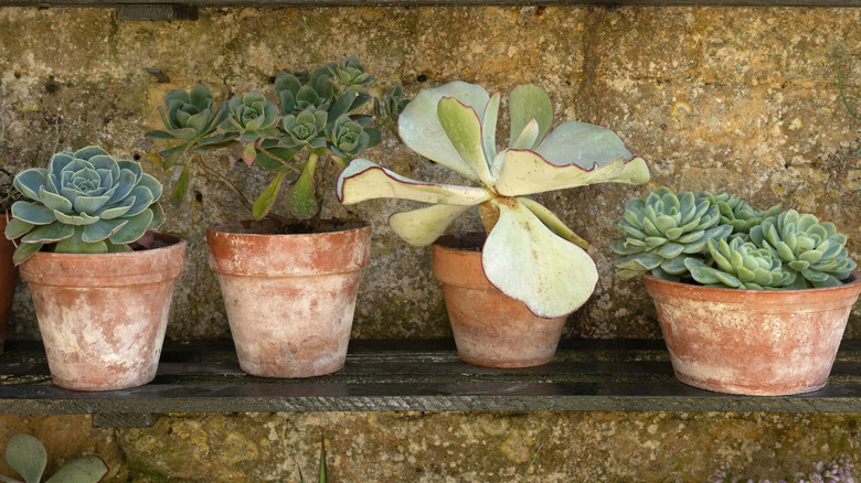 How To Create A Weathered Terracotta Finish To Give Your Pots A Vintage ...