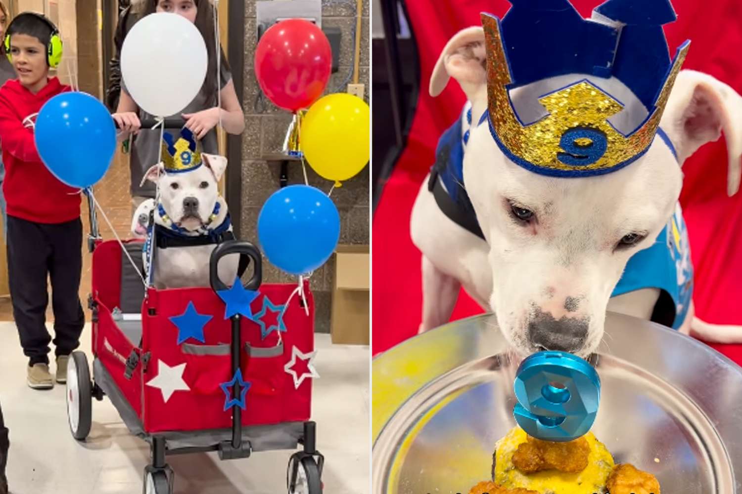 Elementary School Throws Deaf Therapy Dog a Surprise Birthday Party as ...