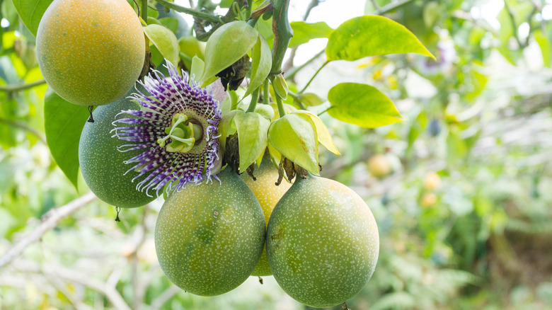 How To Cut And Eat Passion Fruit