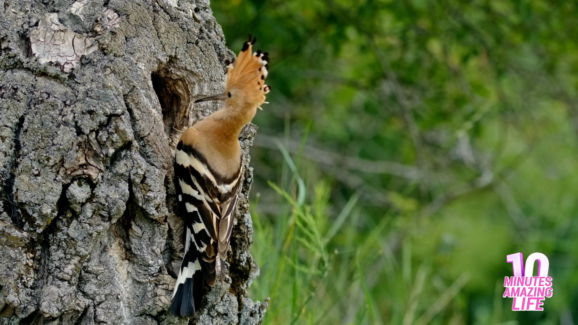 Hoopoe Feeding Its Young at the Nest