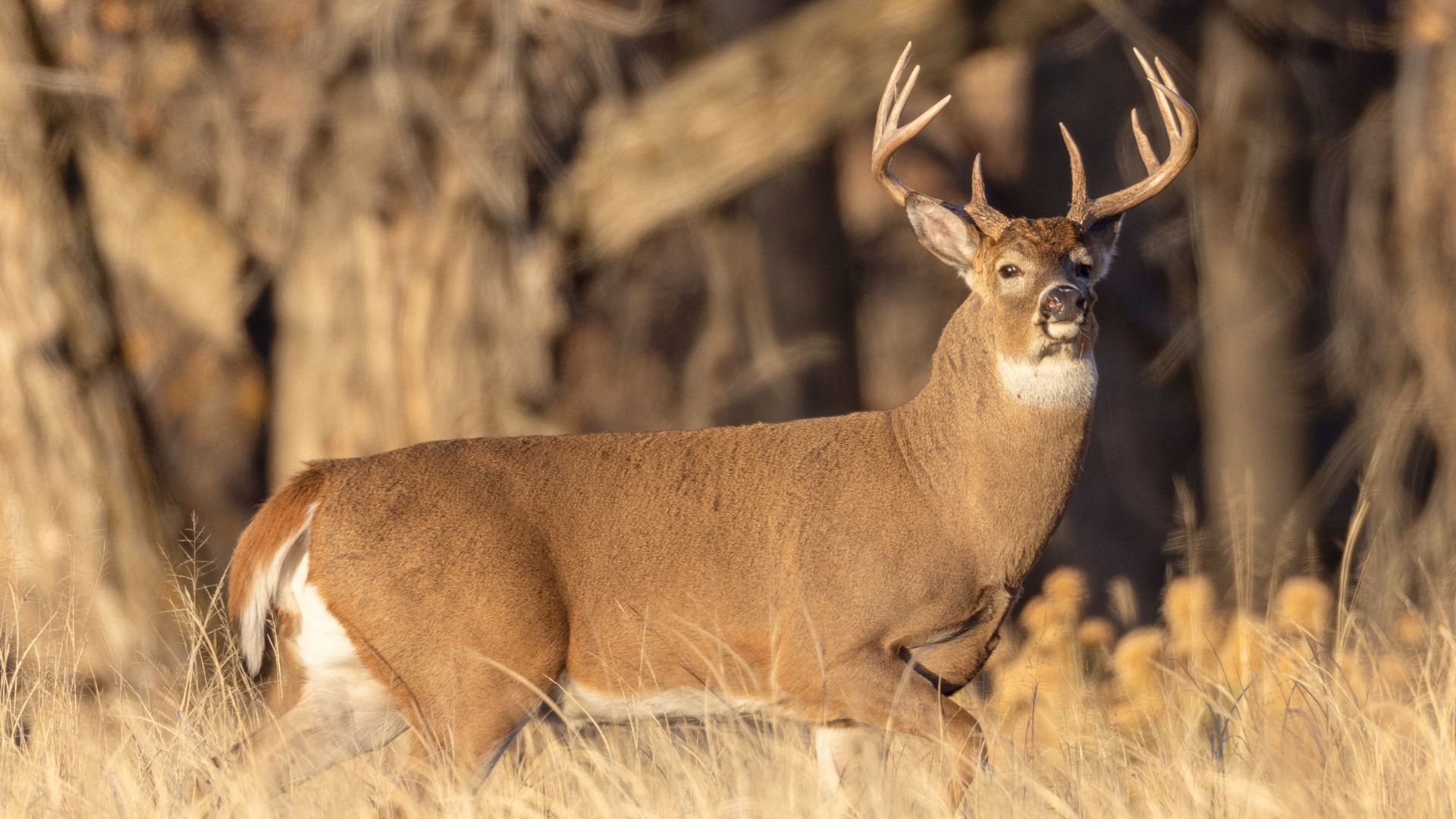 The best semi-auto rifles for deer hunting