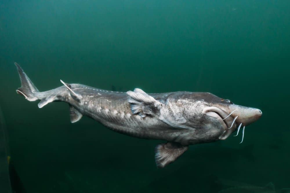 These Ancient Fish Can Travel Thousands of Miles Through Europe’s Rivers