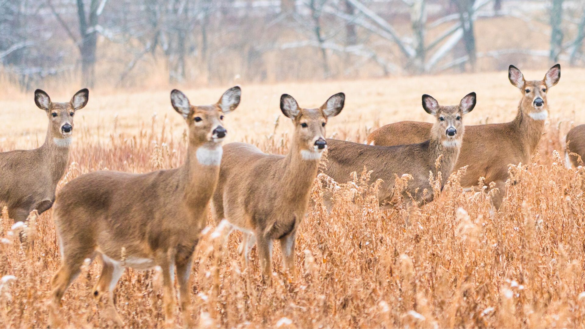 Why some hunters consistently tag out on small properties