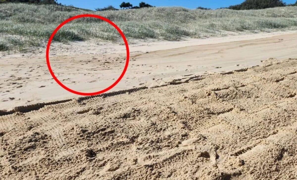 Tiny Tracks on a Popular Beach Just Led to an Incredible Discovery No One Was Prepared For