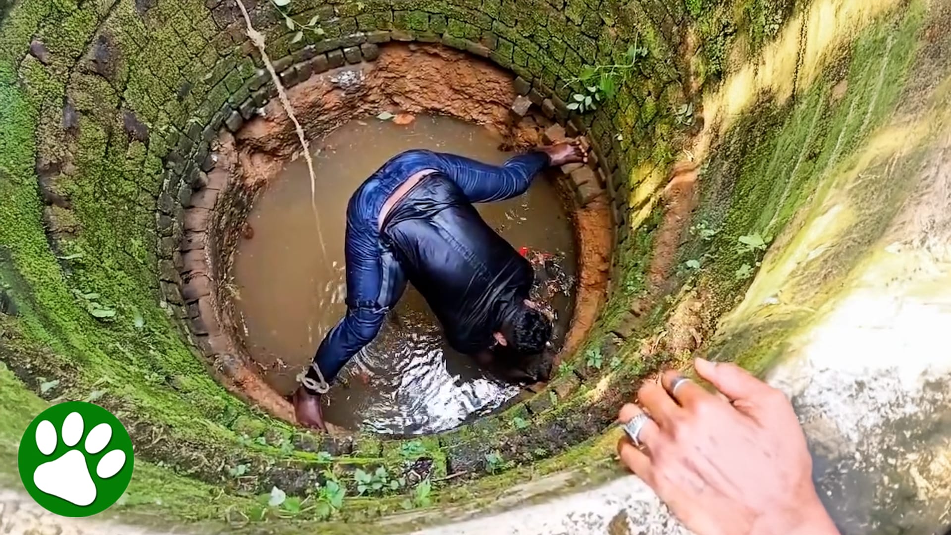 Brave man saves wild fox from well