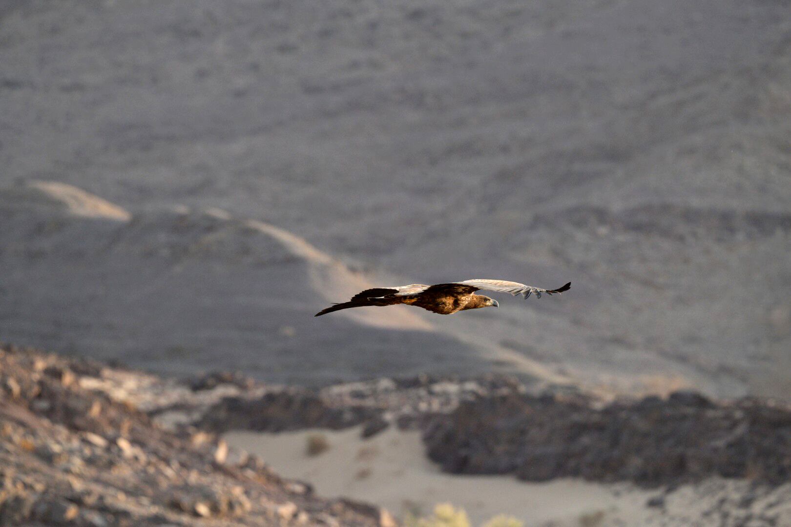 White-tailed eagle sighted in Saudi Arabia for first time in 20 years