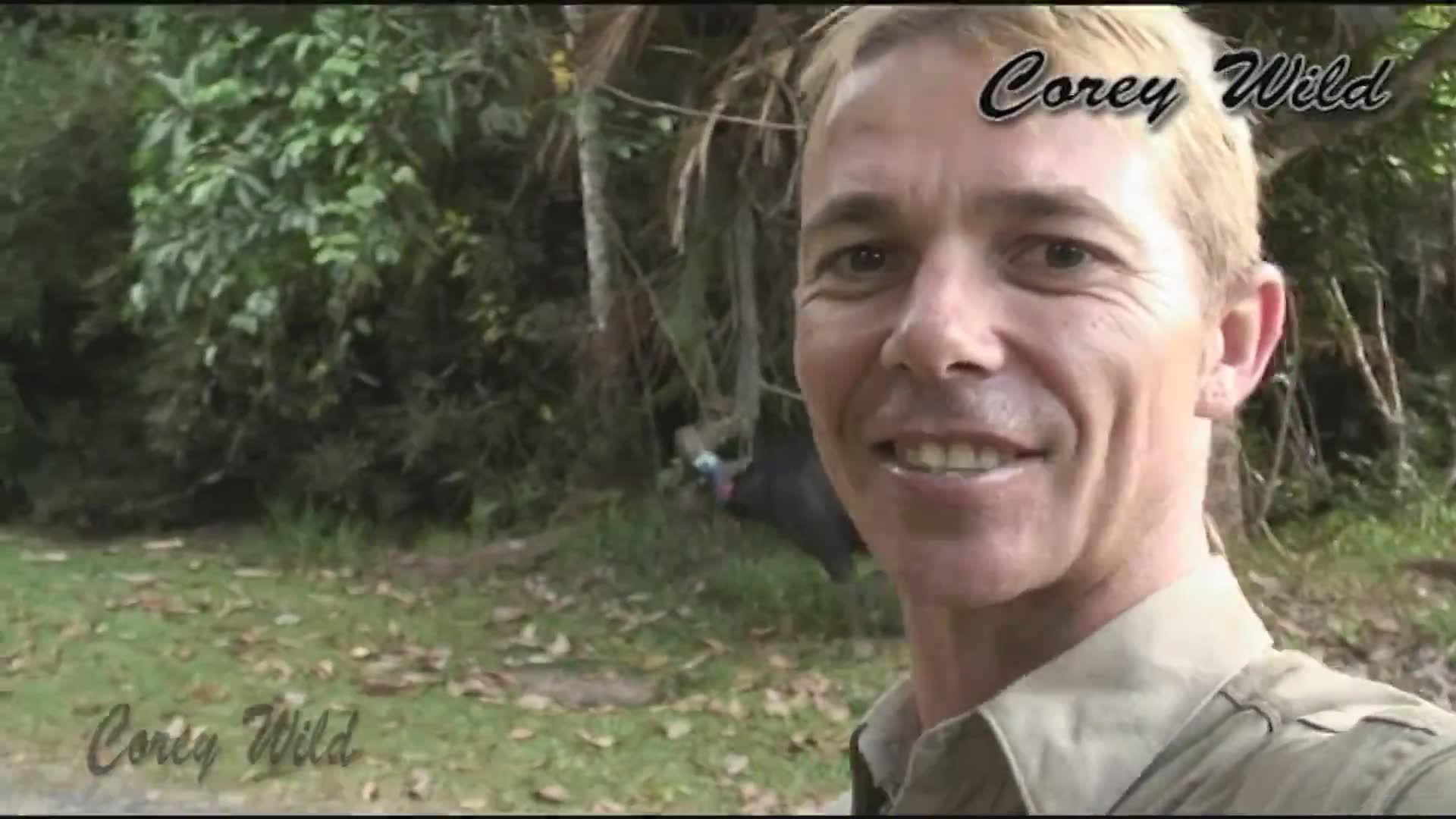 Man vs cassowary