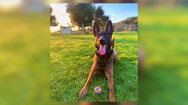 Police K-9, suspect killed after shootout with Burbank police