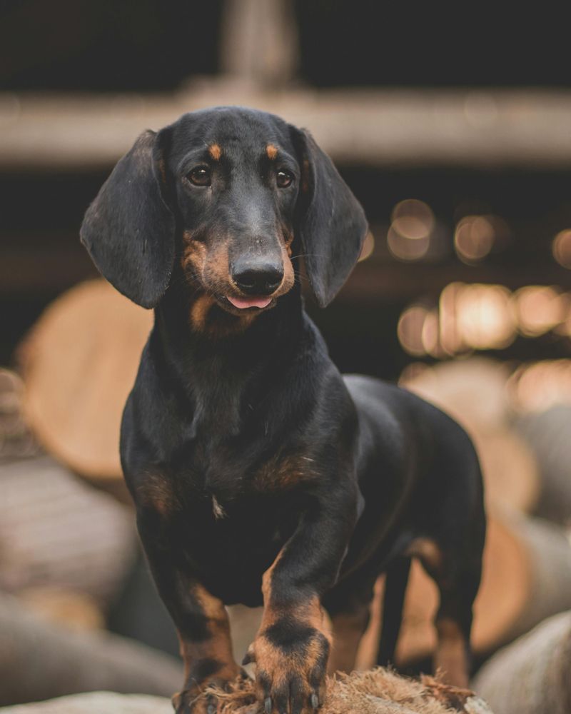 9 Dog Breeds That Struggle On Slippery Floors And How To Help Them At Home