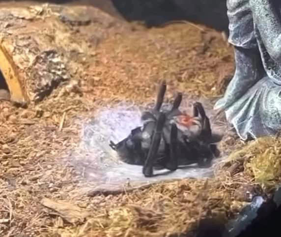 This Spider is Giving Us Linda Blair Vibes