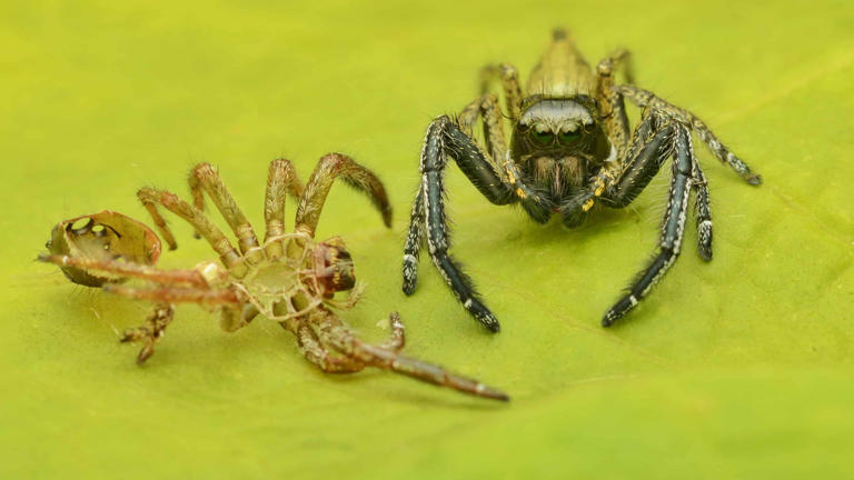 This Spider is Giving Us Linda Blair Vibes